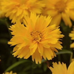 Coreopsis orange Flower Seed