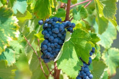 Grapes Black (Angoor) Plant