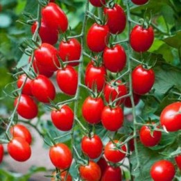 ARKA RAKSHAK F 1 Hybrid tomato seeds 40 pcs