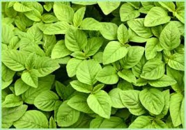 Green amaranthus (Cholai)`Seeds